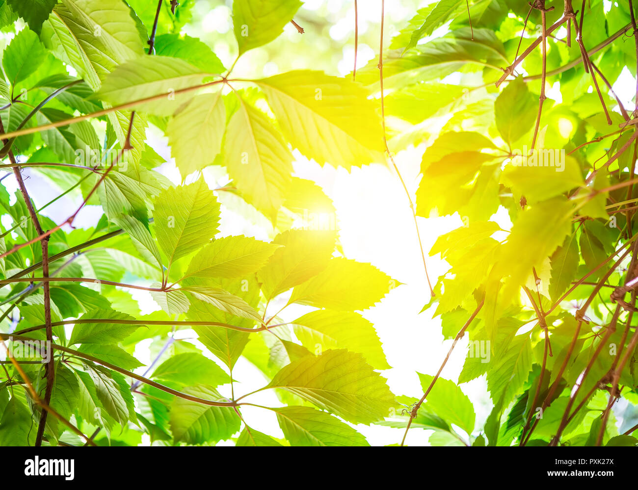 Green leaves in bright light background Stock Photo - Alamy