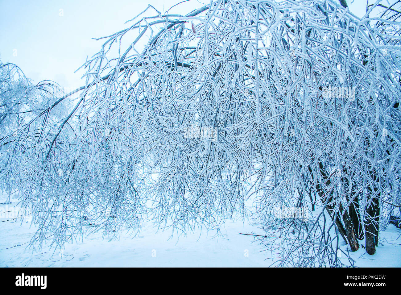 Bent over birch tree hi-res stock photography and images - Alamy