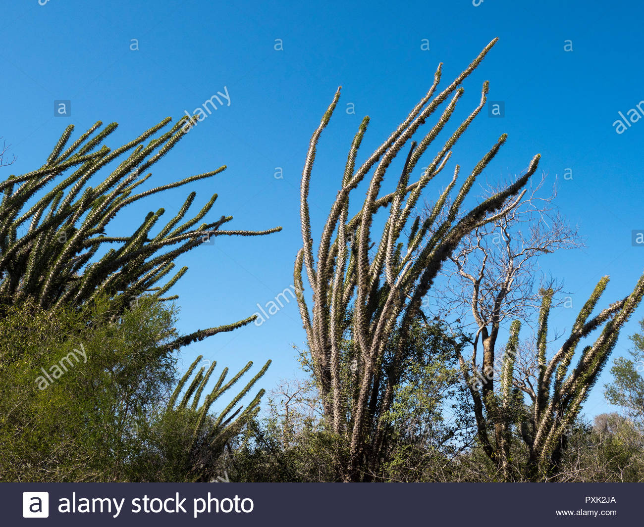 Octopus Tree Stock Photos & Octopus Tree Stock Images - Alamy