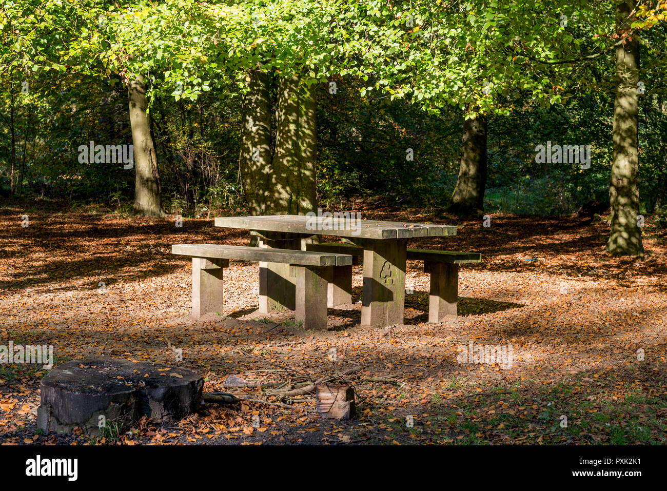 Savernake Forest - England's larger forest - Wiltshire, United Kingdom ...