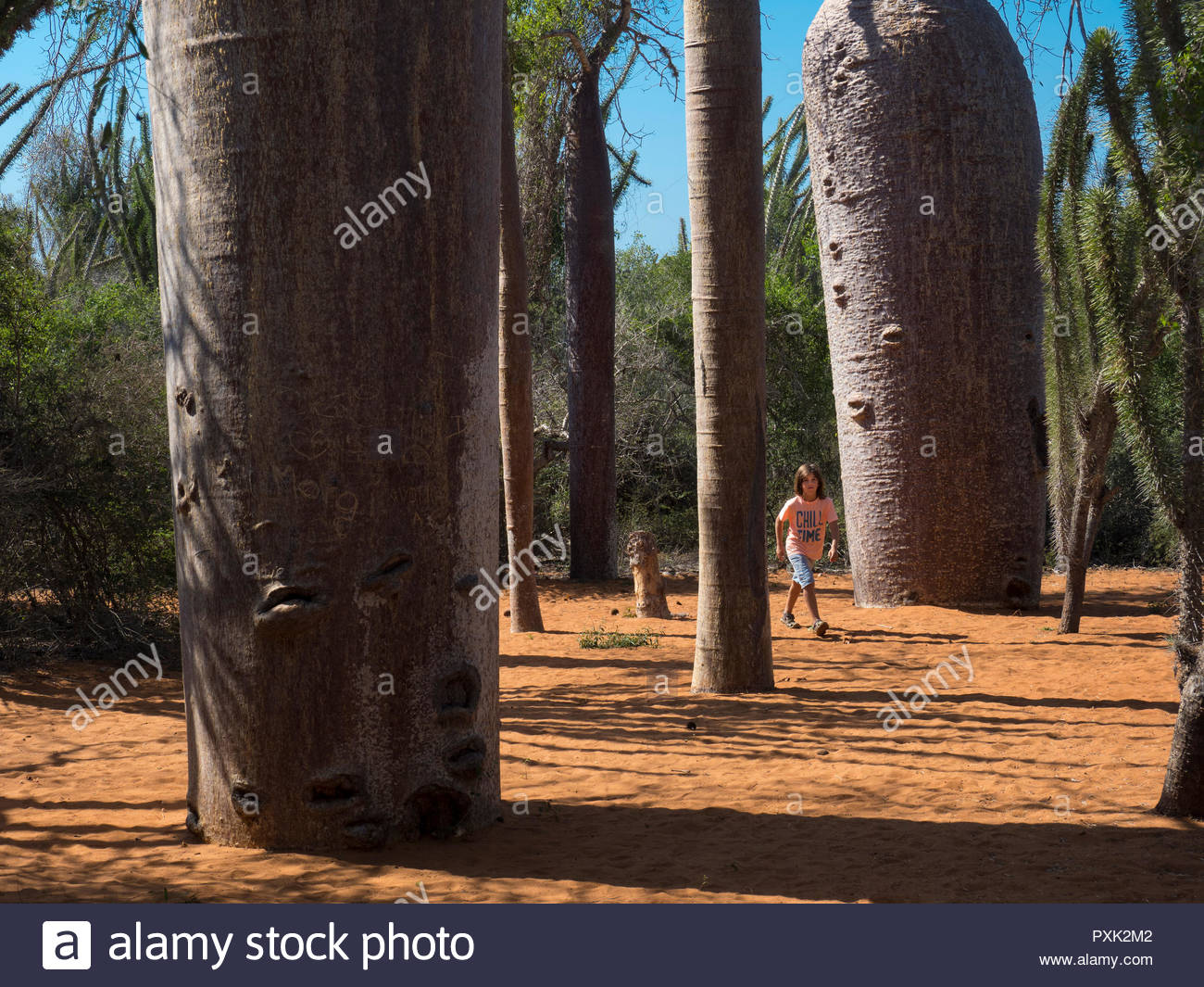 Bread Trees Stock Photos & Bread Trees Stock Images - Alamy