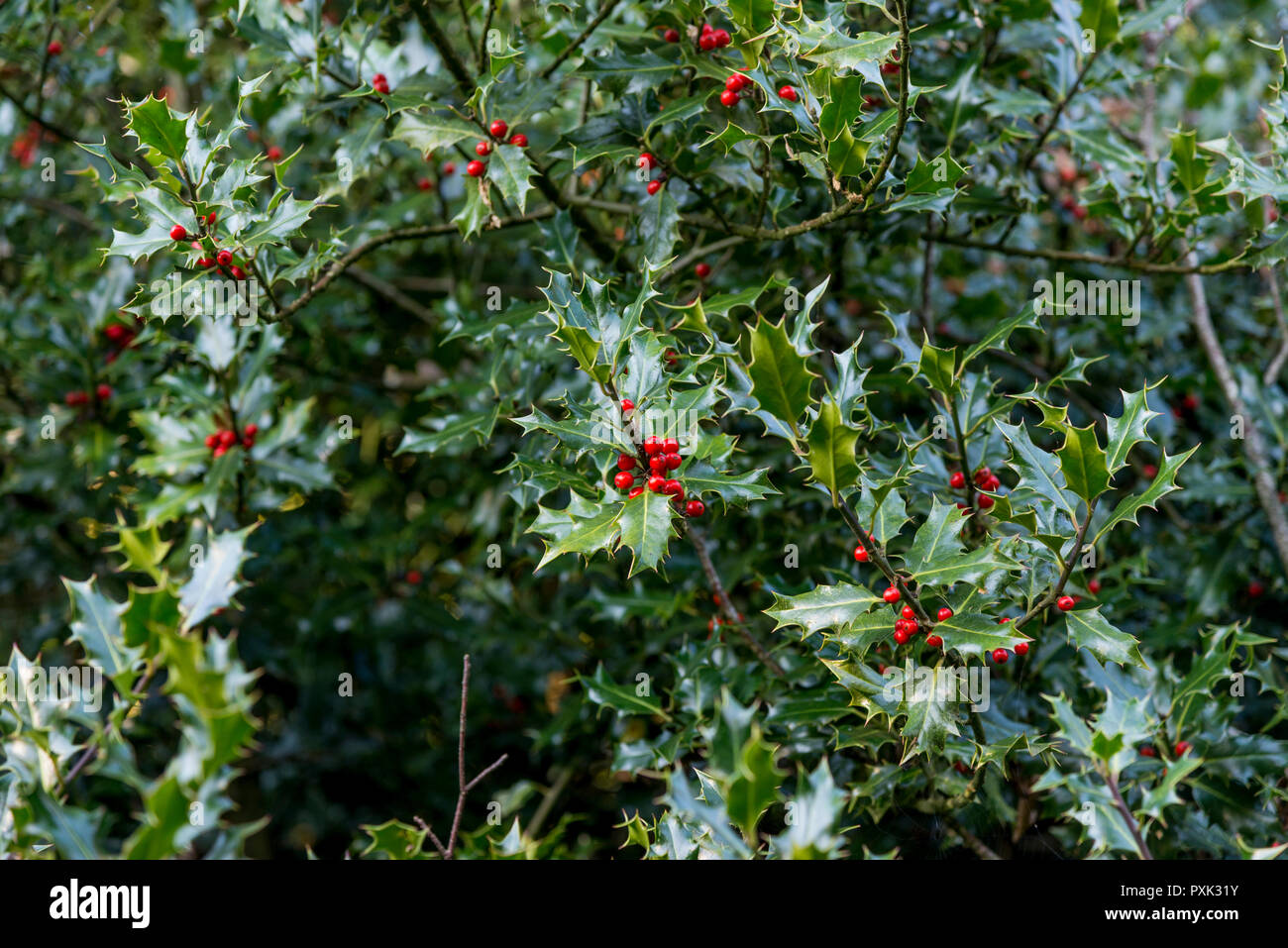 Holly Berries in Autumn - Savernake Forest Wiltshire - England - United ...