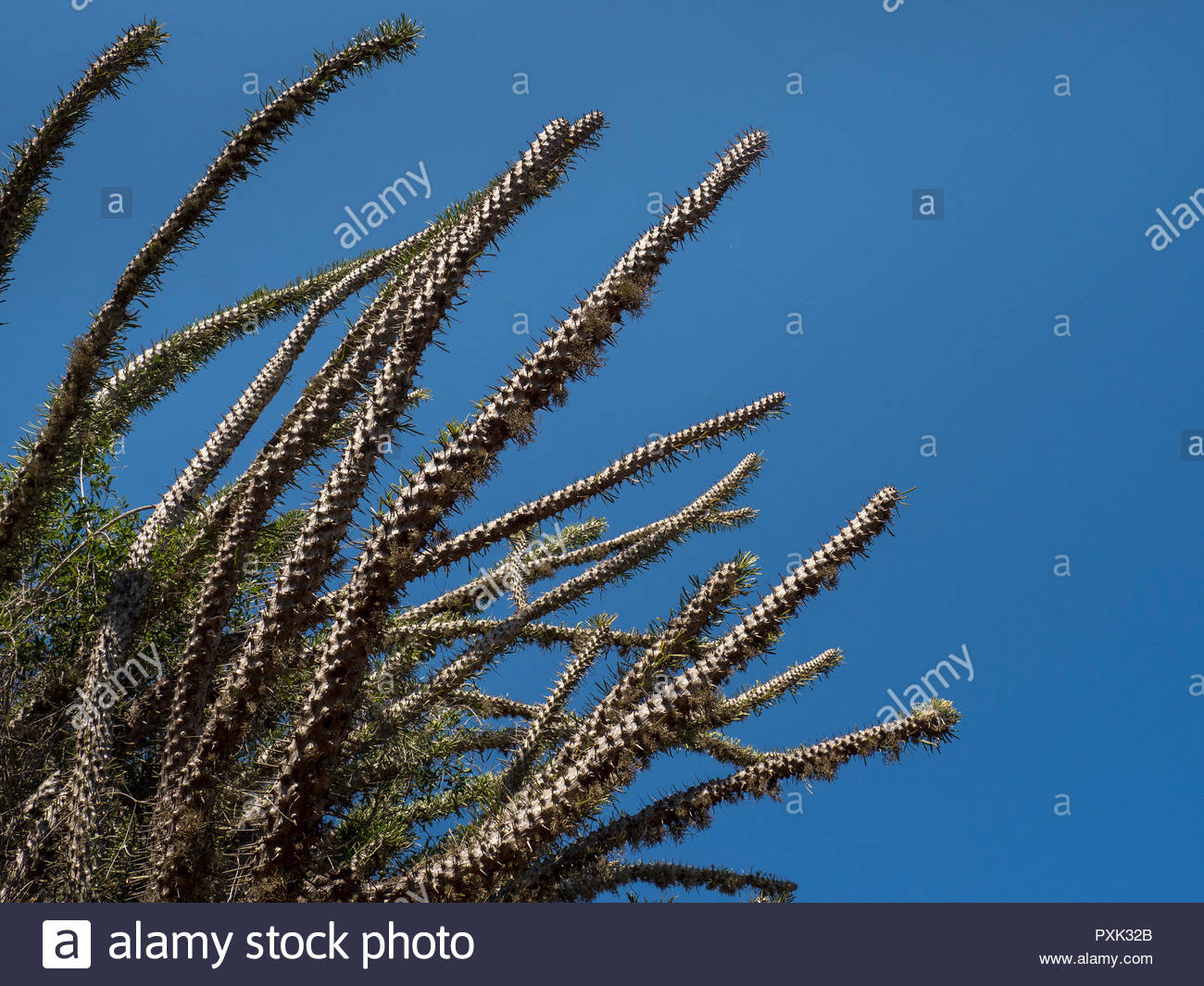 Octopus Tree Stock Photos & Octopus Tree Stock Images - Alamy