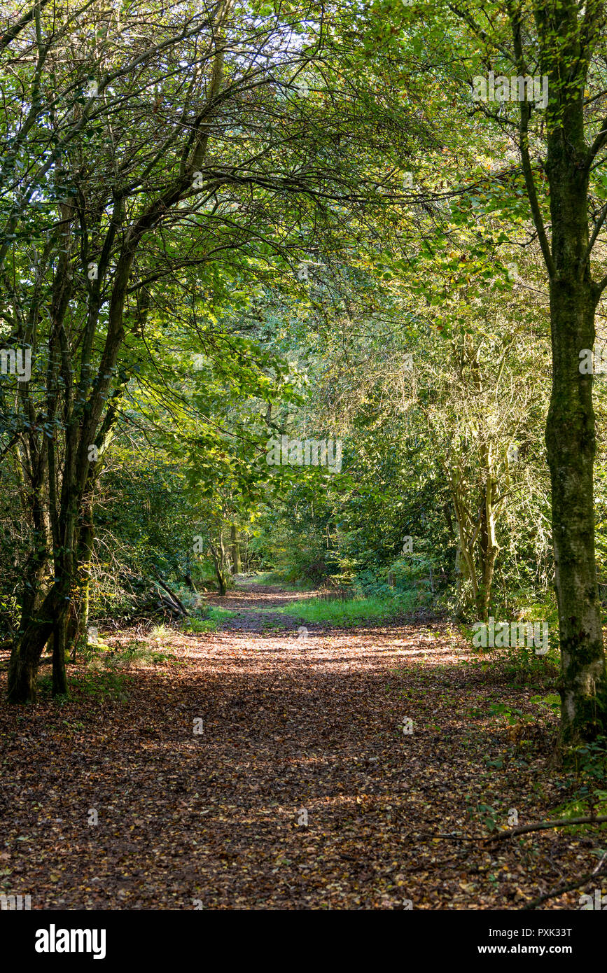 Savernake Forest - England's larger forest - Wiltshire, United Kingdom ...