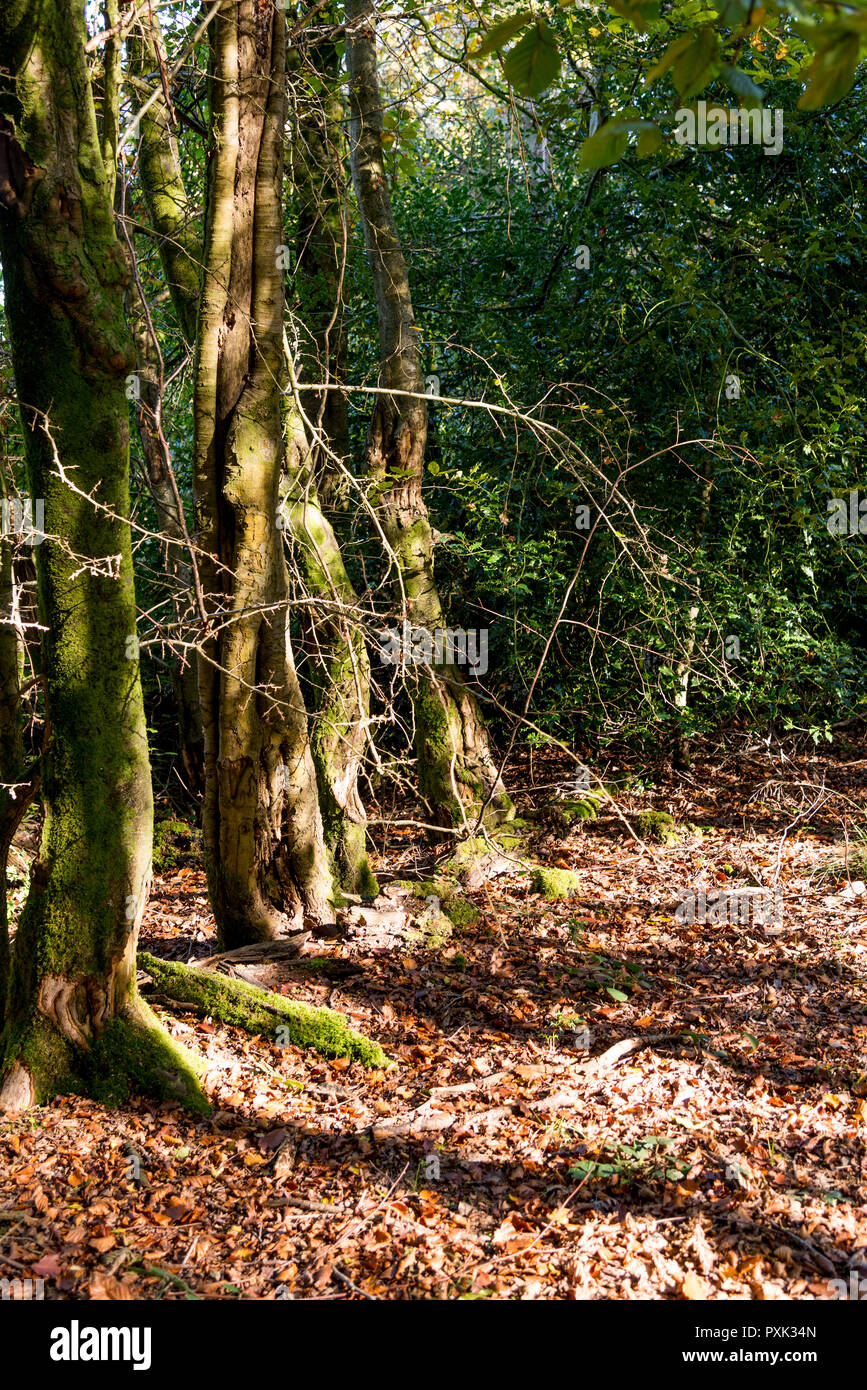 Savernake Forest - England's larger forest - Wiltshire, United Kingdom ...