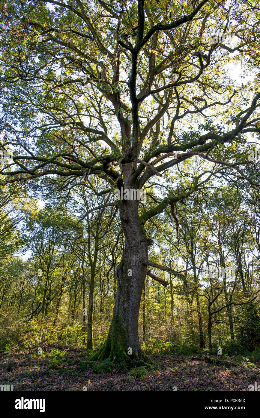 Savernake Forest - England's larger forest - Wiltshire, United Kingdom ...