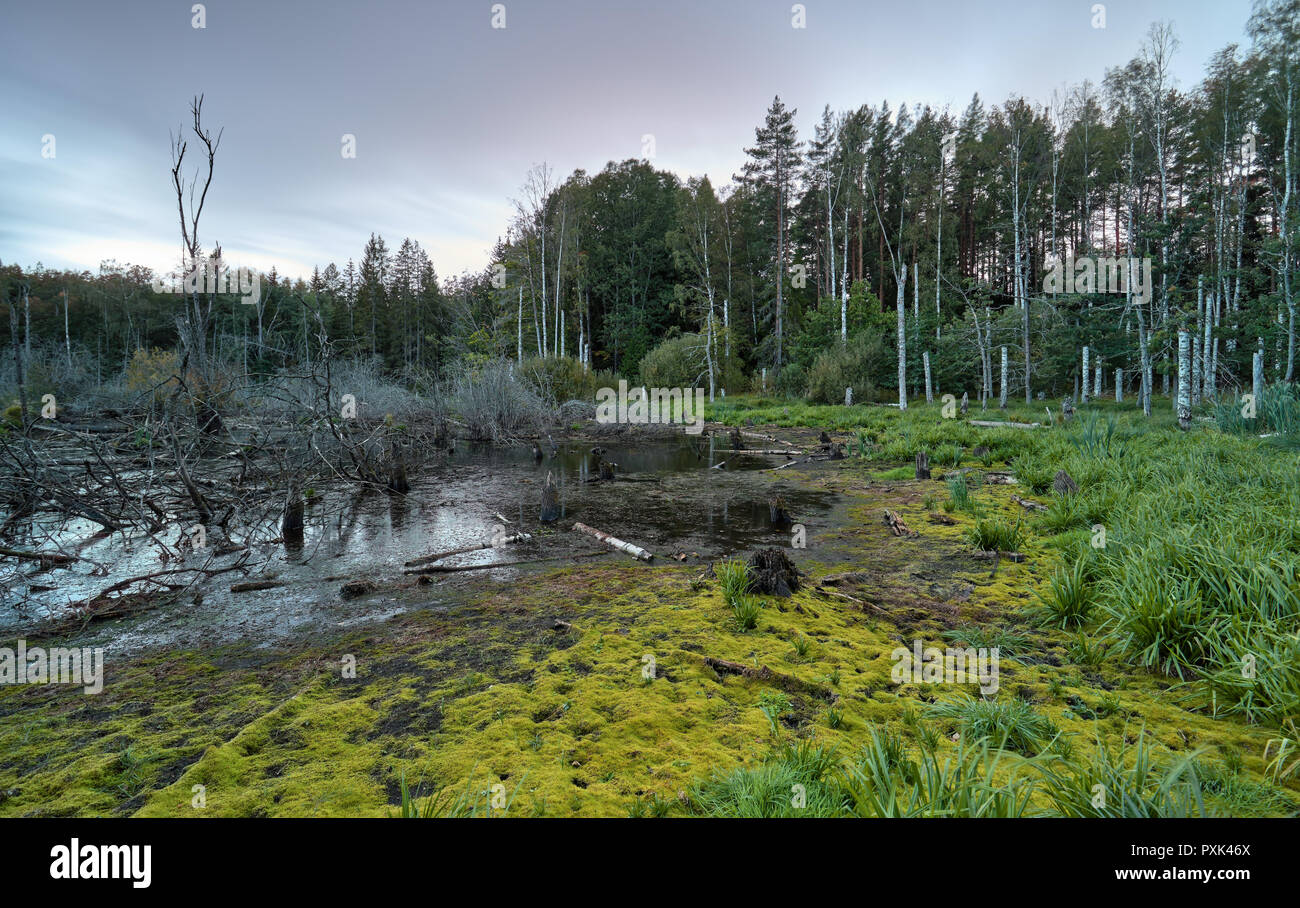 Dark swampy place hi-res stock photography and images - Alamy