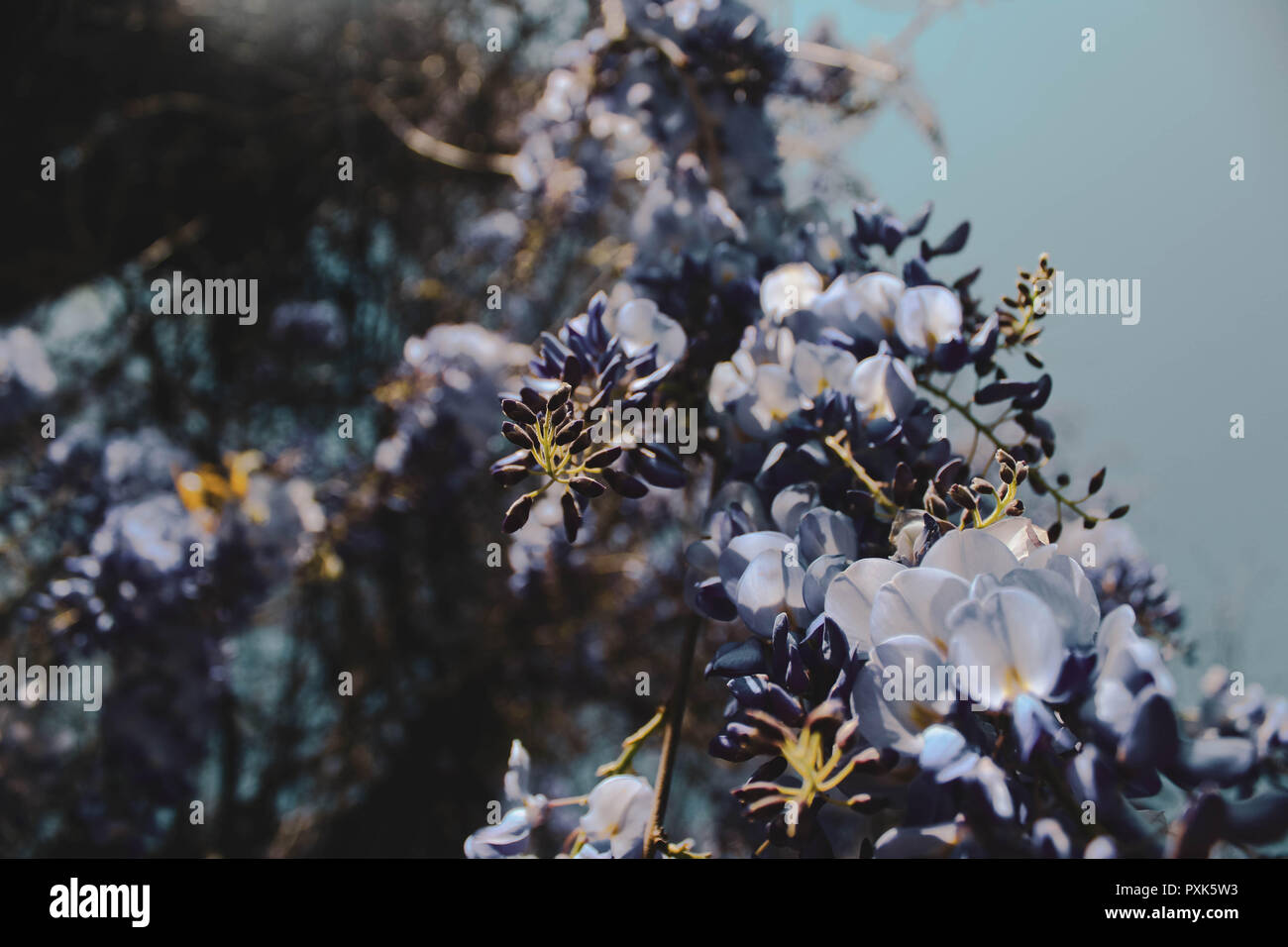Lavender flower tree branch Stock Photo - Alamy