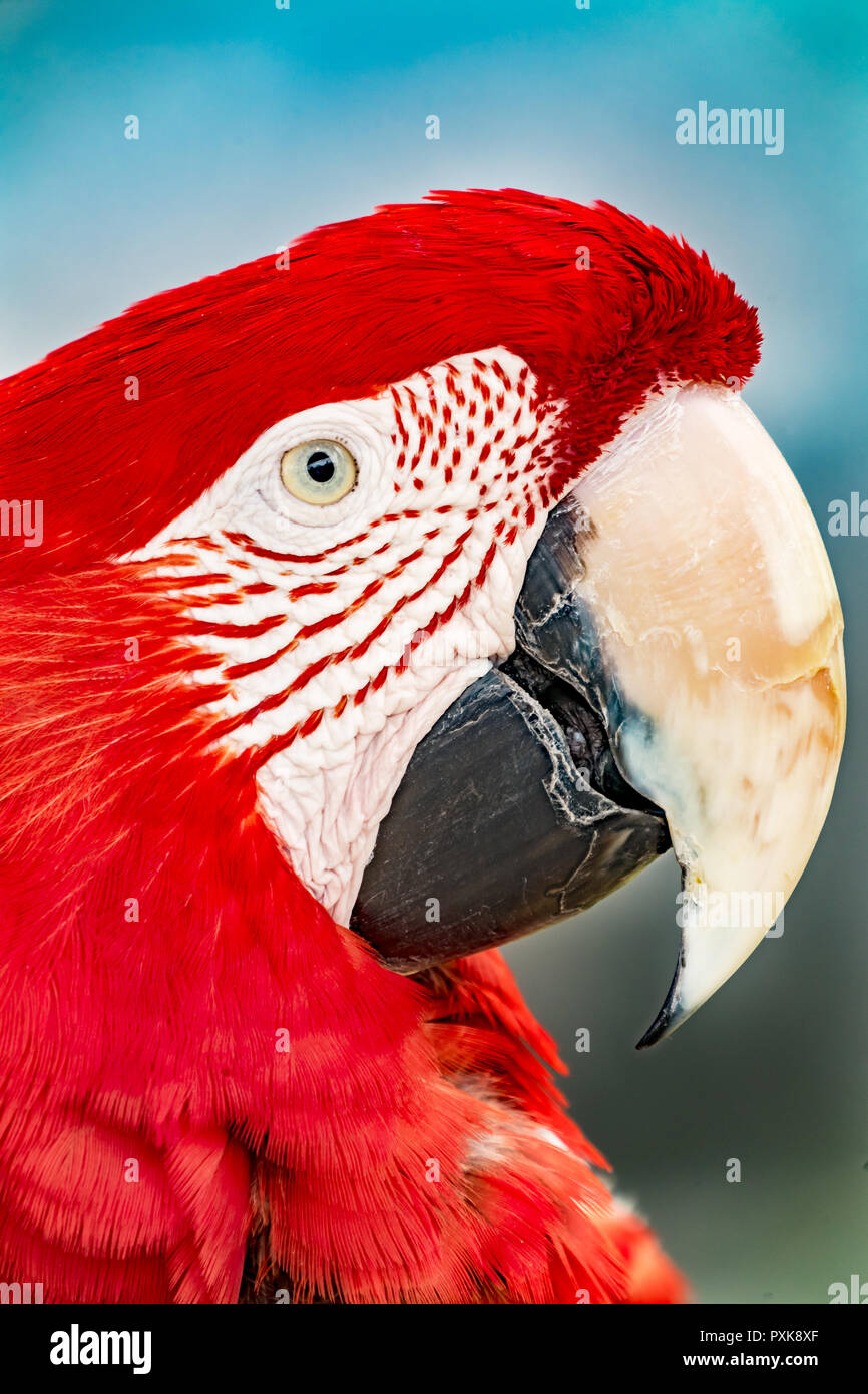 Green wing macaw hi-res stock photography and images - Alamy