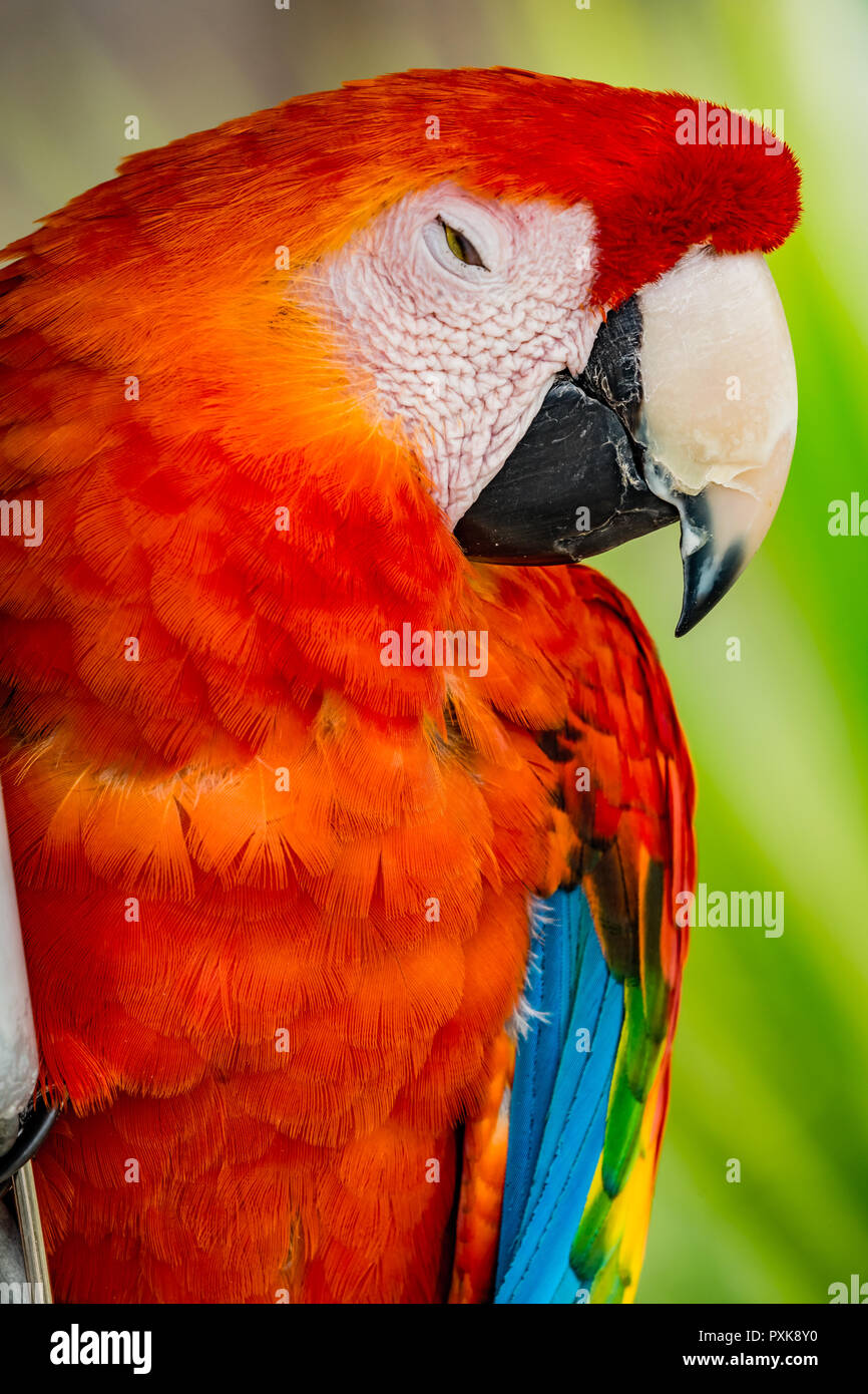 Scarlet Macaw Parrot Blue, Red, Yellow and Green Feathers Close Up ...