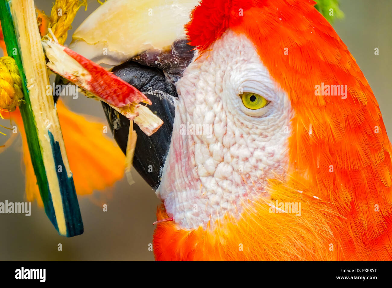 Scarlet Macaw Parrot Blue, Red, Yellow and Green Feathers Chewing ...