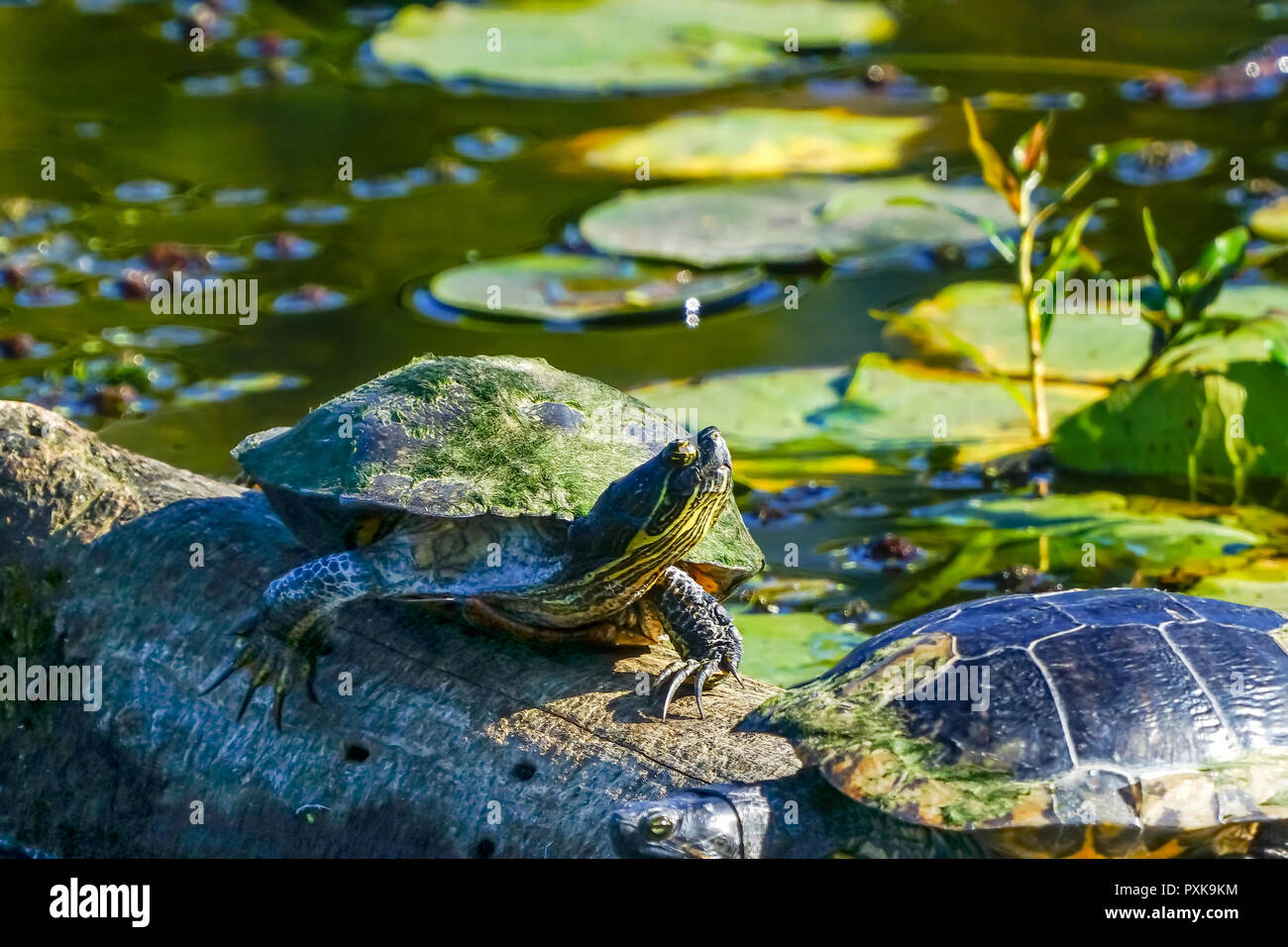 Western Painted Turtles Chrysemys picta Green Lily Pads Juanita Bay ...