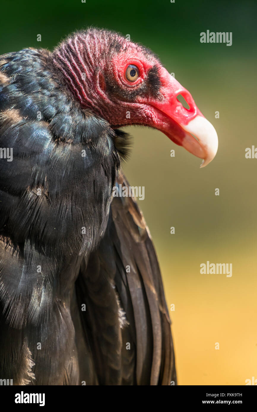 Red Head White Beak Black Feathers Turkey Vulture Stock Photo - Alamy