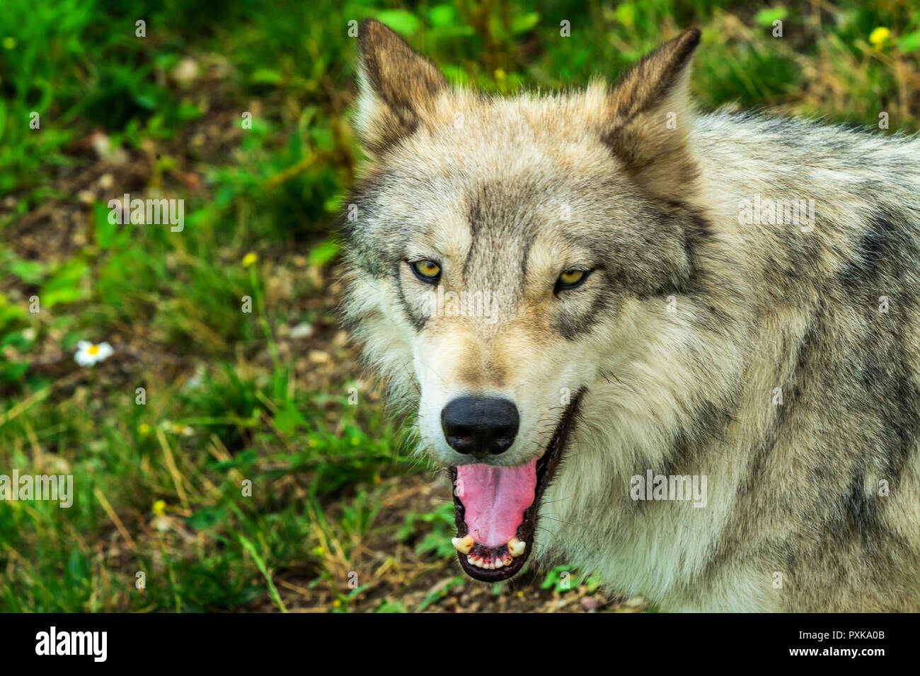 Glowing Yellow Wolf Eyes