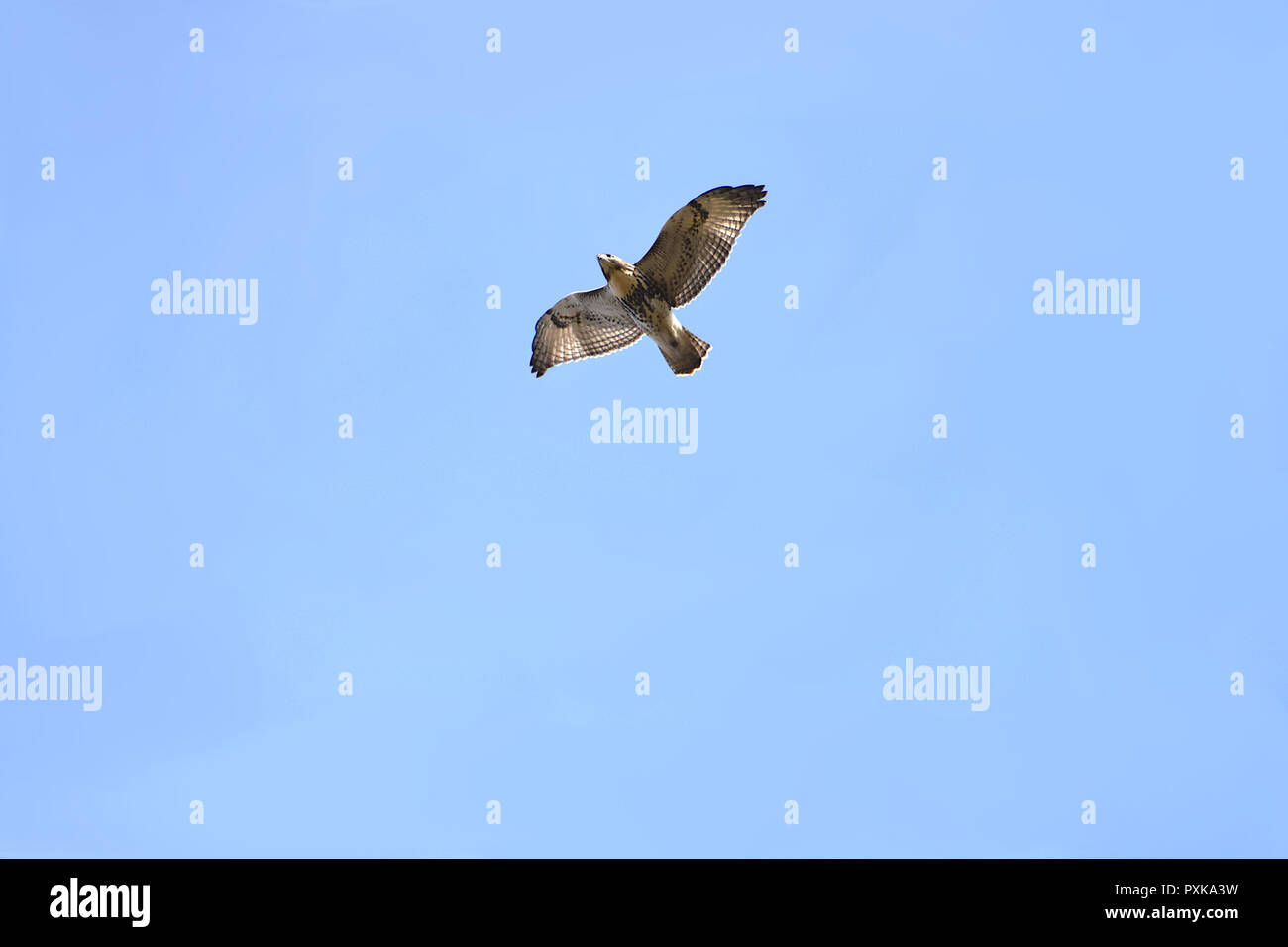 Bird of prey in flight Stock Photo - Alamy