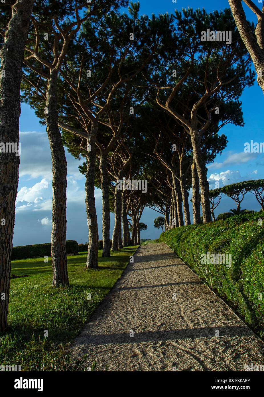 Pine road. Roads between the trees. The highway between beautiful green ...