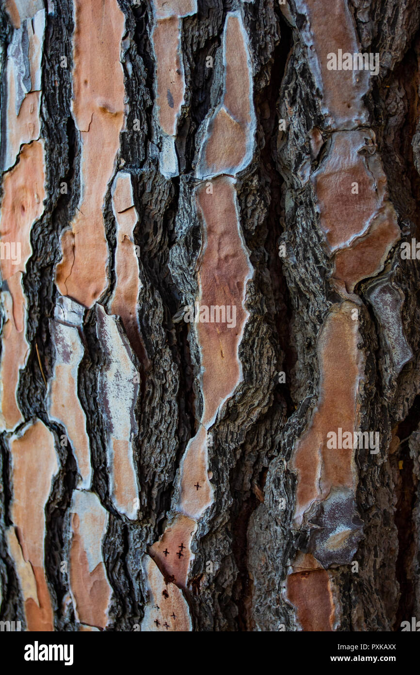 The texture of tree bark. Close-up of a tree trunk Stock Photo - Alamy