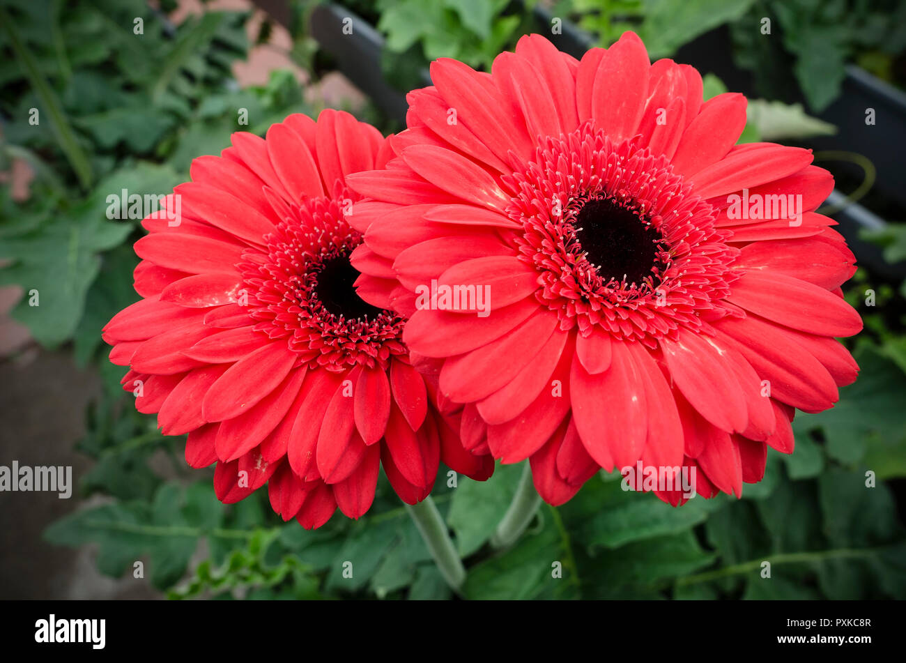 Gerbera stalk in greenhouse farm, Cameron Highland, Malaysia ...