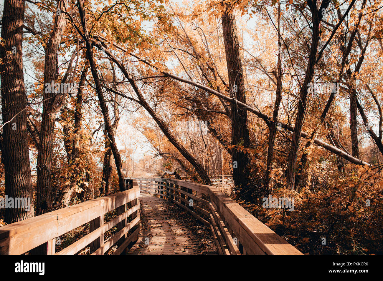 Canopy boardwalk hi-res stock photography and images - Alamy