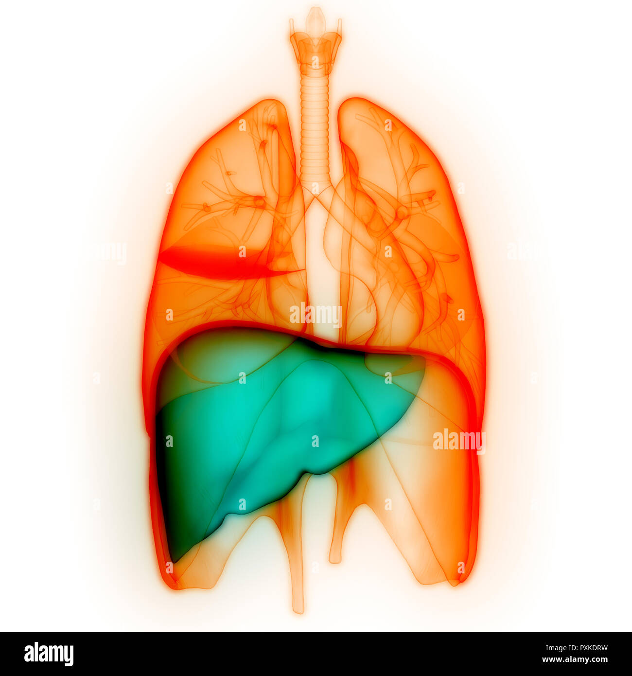Human Liver Anatomy Stock Photo - Alamy