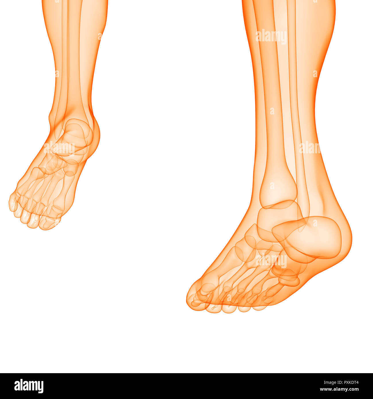 Human Skeleton System Anatomy Stock Photo - Alamy