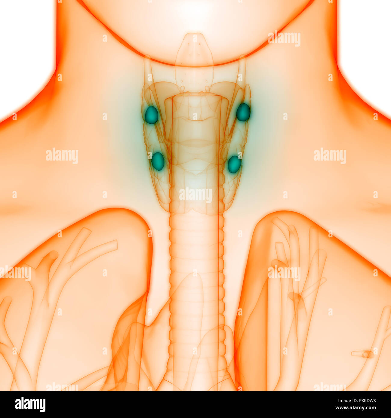 Human Glands (Thyroid Gland) Anatomy Stock Photo - Alamy