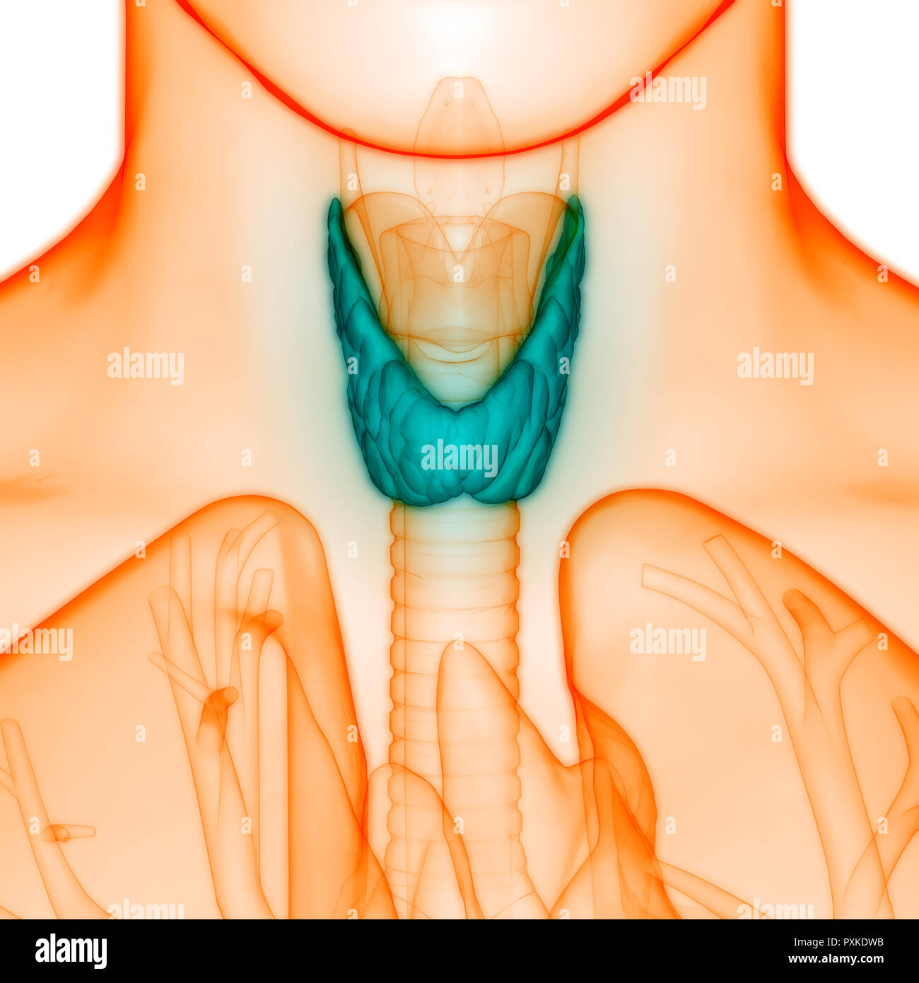 Human Glands (Thyroid Gland) Anatomy Stock Photo - Alamy