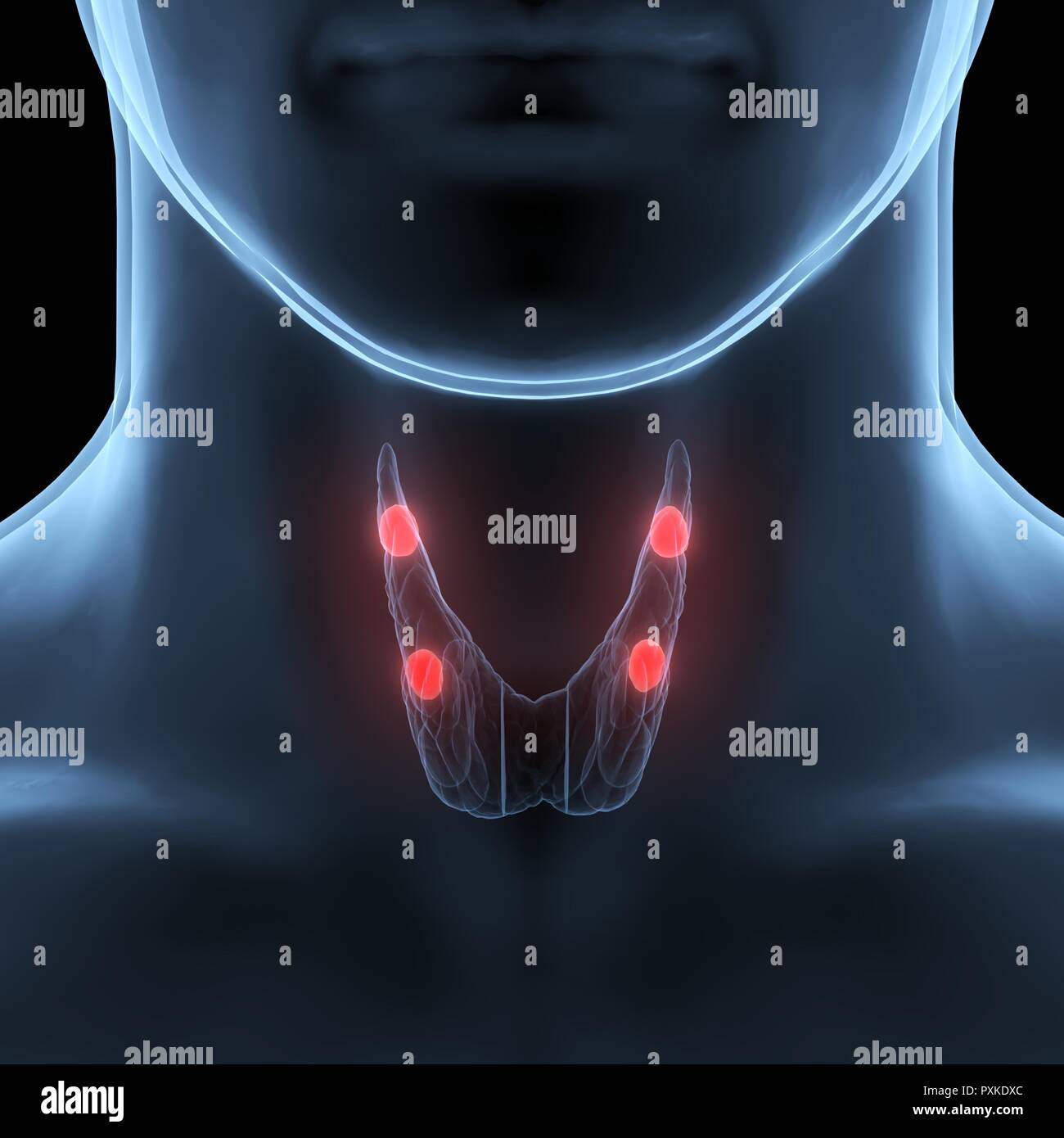 Human Glands (Thyroid Gland) Anatomy Stock Photo - Alamy