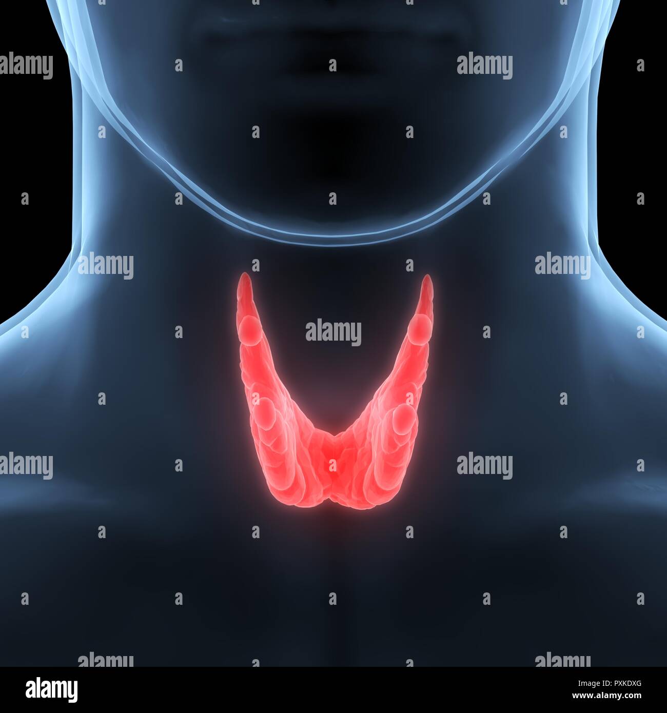 Thyroid gland anatomy hi-res stock photography and images - Alamy