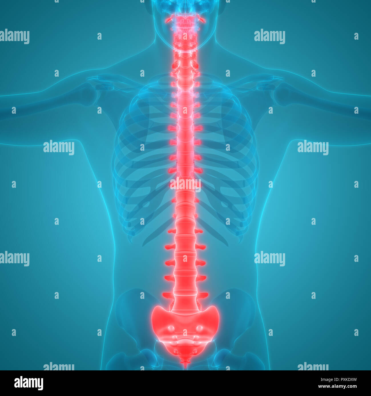 Human Skeleton System Vertebral Column Anatomy Stock Photo - Alamy