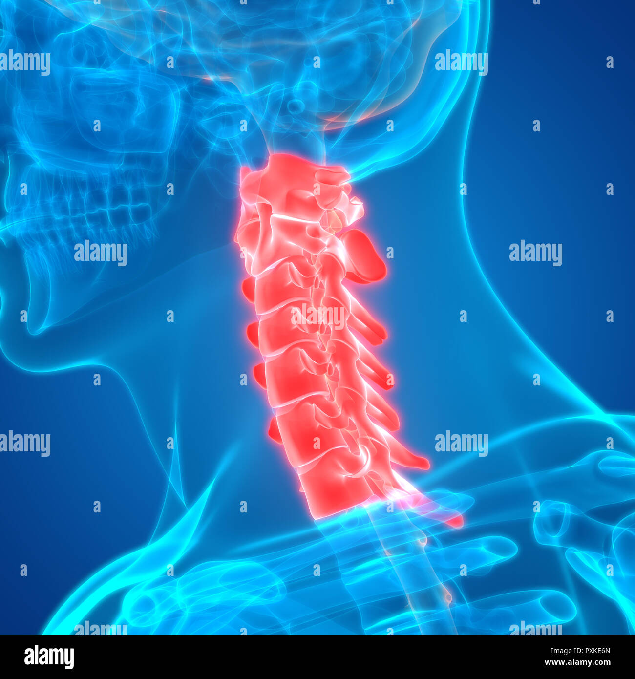 Human Skeleton System Vertebral Column Cervical Vertebrae Anatomy Stock ...