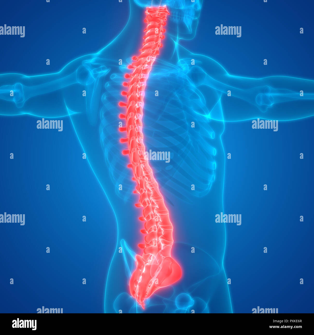 Human Skeleton System Vertebral Column Anatomy Stock Photo - Alamy