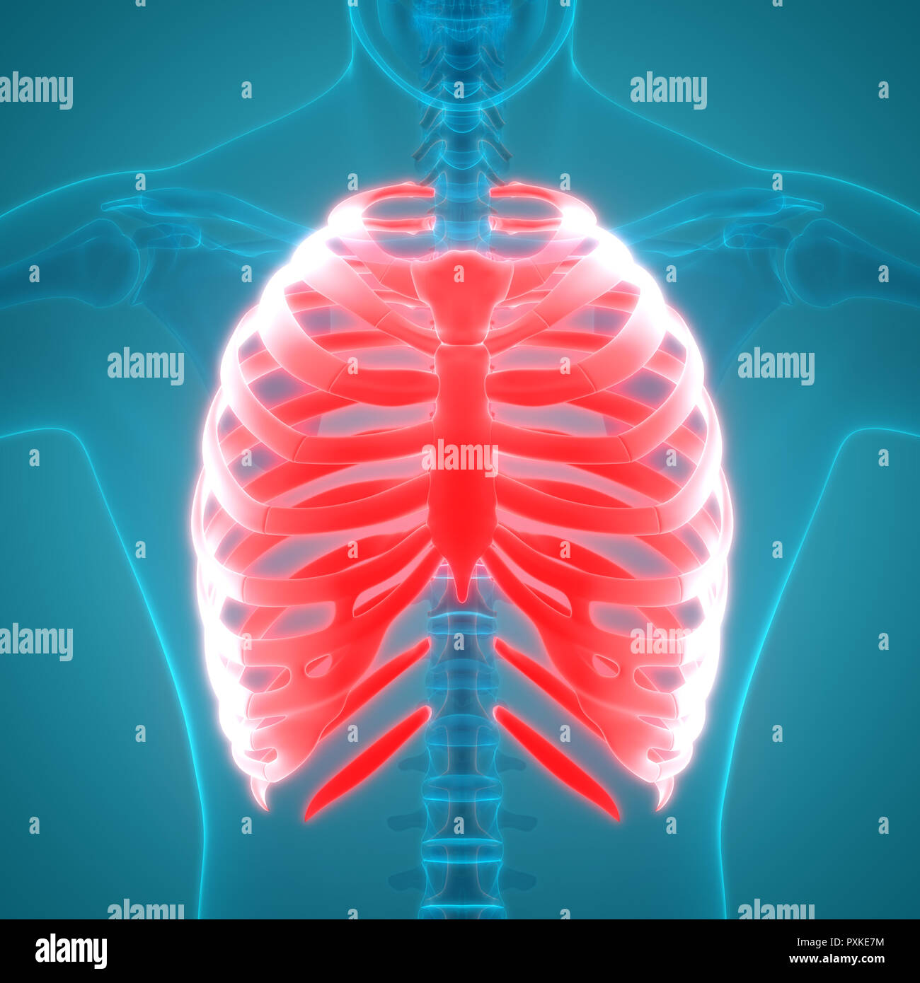 Human Skeleton System Anatomy Stock Photo - Alamy