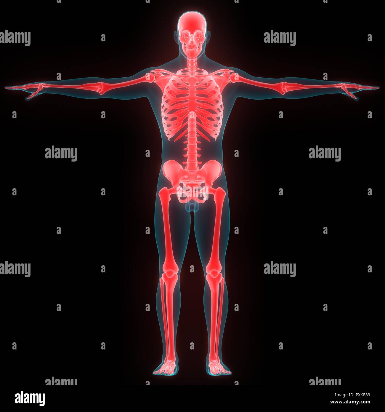 Human Skeleton System Anatomy Stock Photo - Alamy