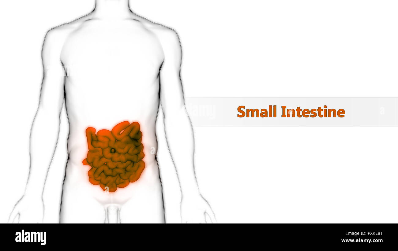 Human Digestive System Small Intestine Anatomy Stock Photo - Alamy