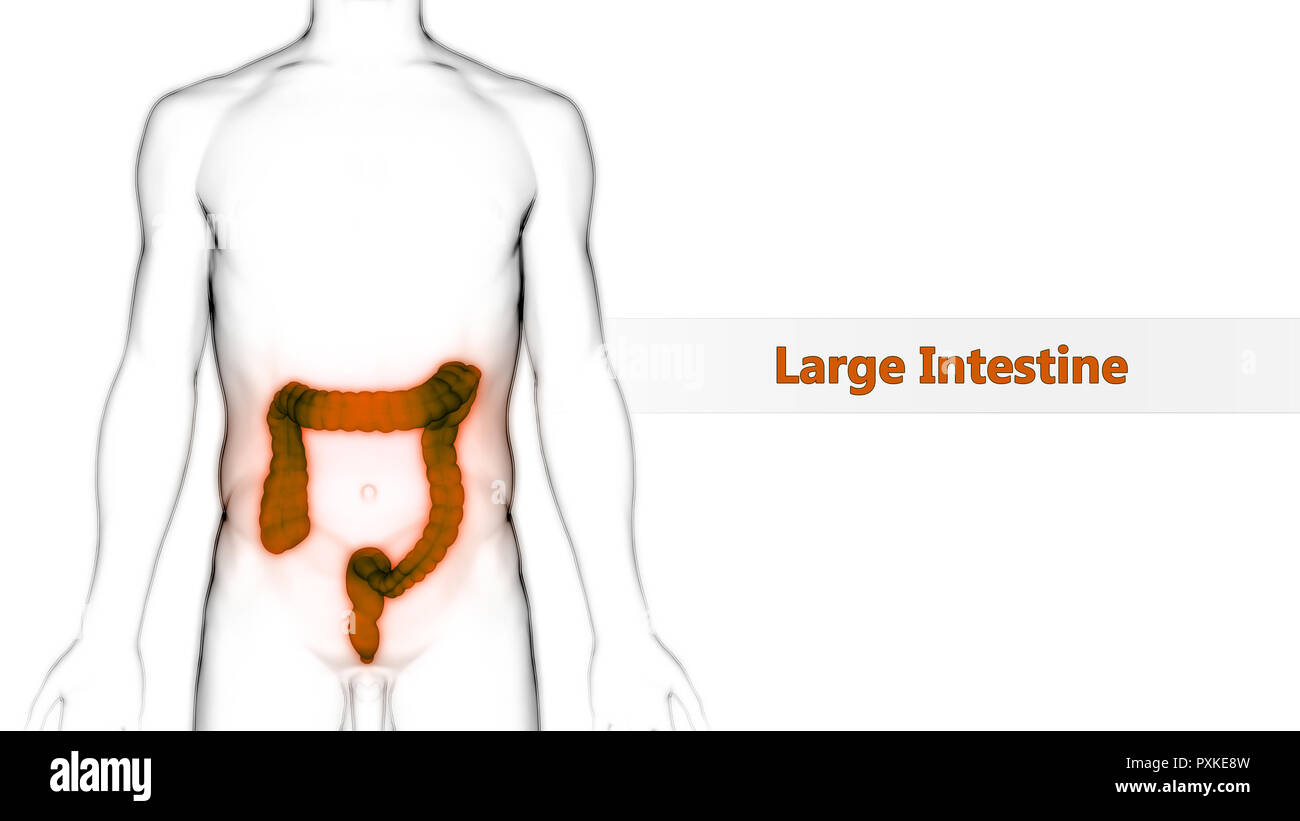 Human Digestive System Large Intestine Anatomy Stock Photo - Alamy