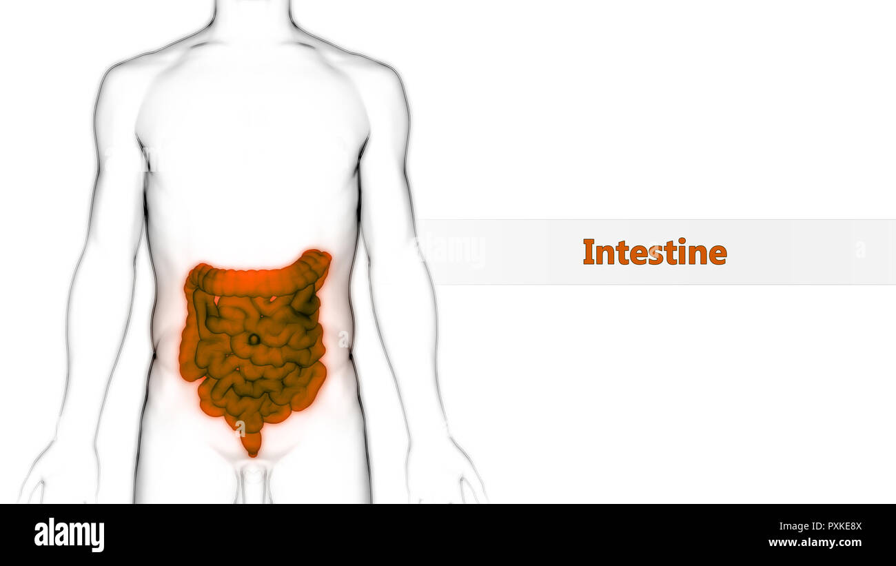 Human Digestive System Large and Small Intestine Anatomy Stock Photo ...