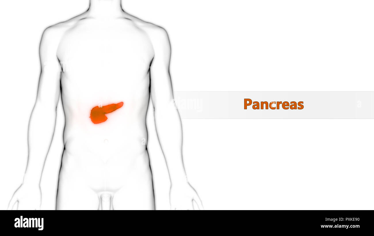 Human Body Internal Organs Pancreas Anatomy Stock Photo - Alamy