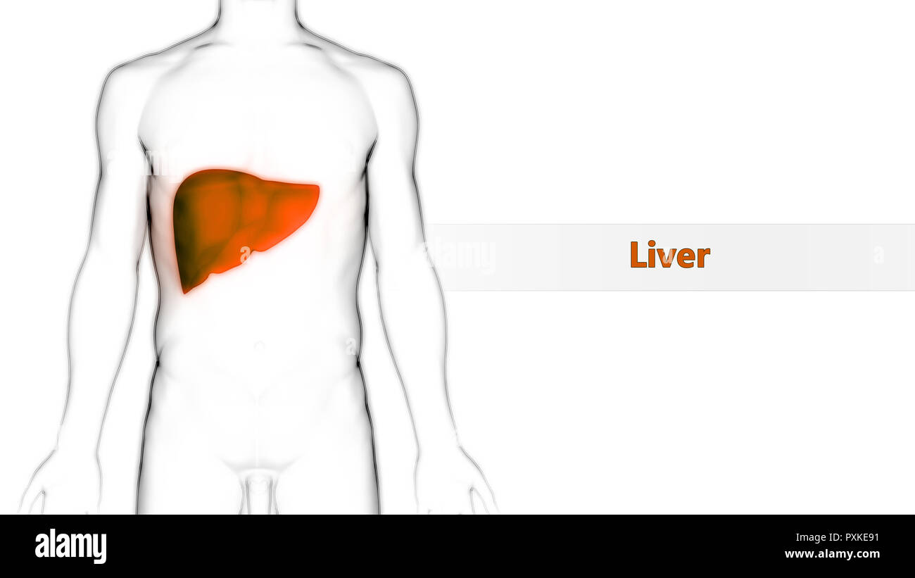 Human Liver Anatomy Stock Photo - Alamy
