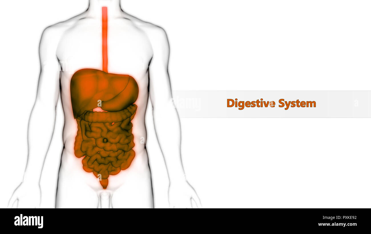 Human Digestive System Anatomy Stock Photo - Alamy