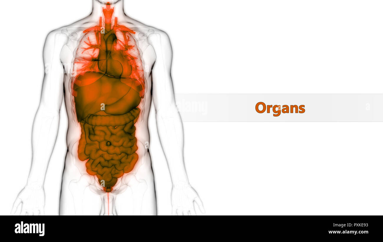 Human Body Organs Anatomy Stock Photo - Alamy