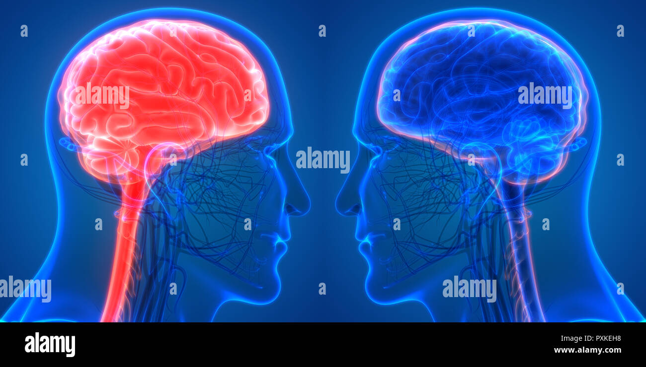 Human Brain with Circulatory System Anatomy Stock Photo - Alamy