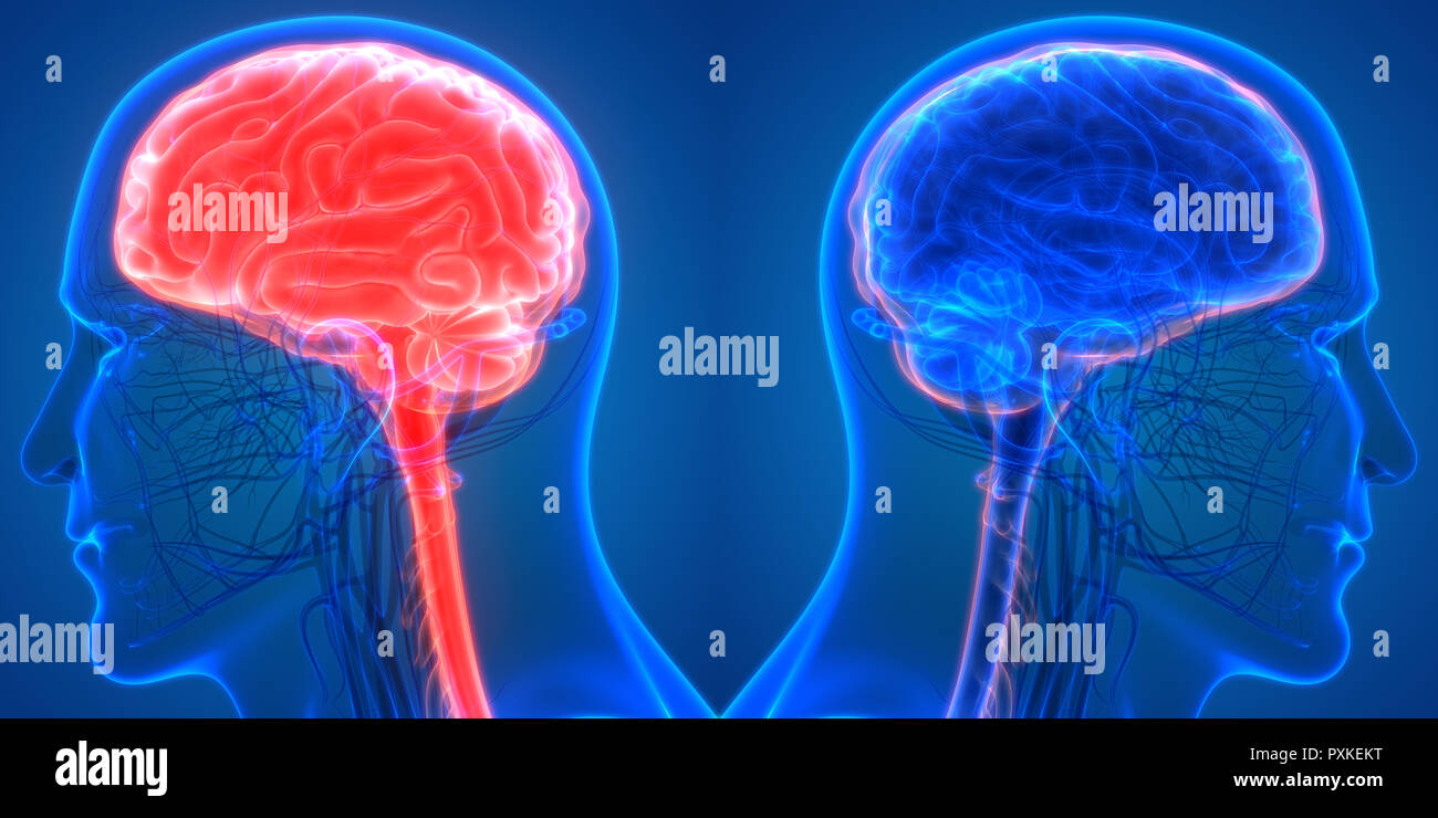 Human Brain with Circulatory System Anatomy Stock Photo - Alamy