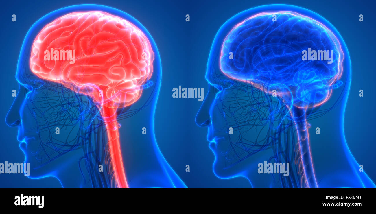Human Brain with Circulatory System Anatomy Stock Photo - Alamy