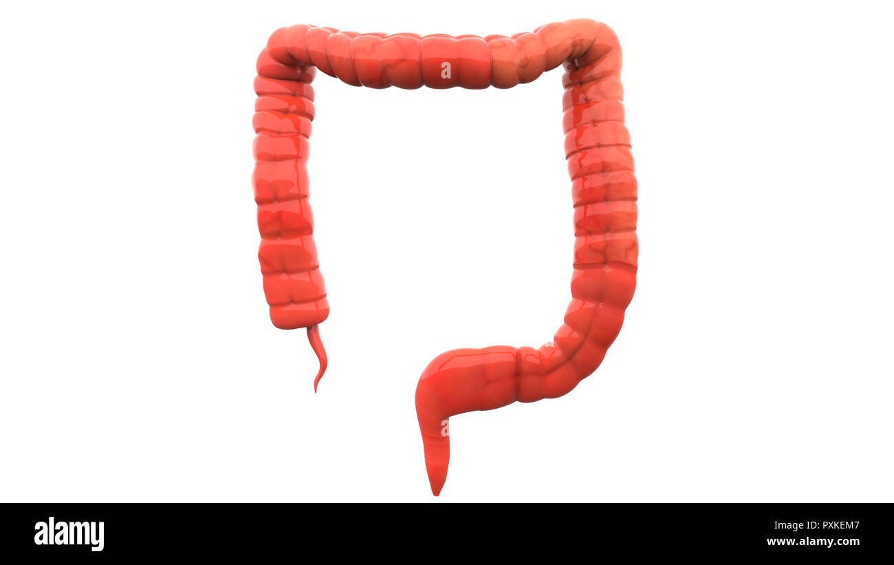 Human Digestive System Large Intestine Anatomy Stock Photo - Alamy
