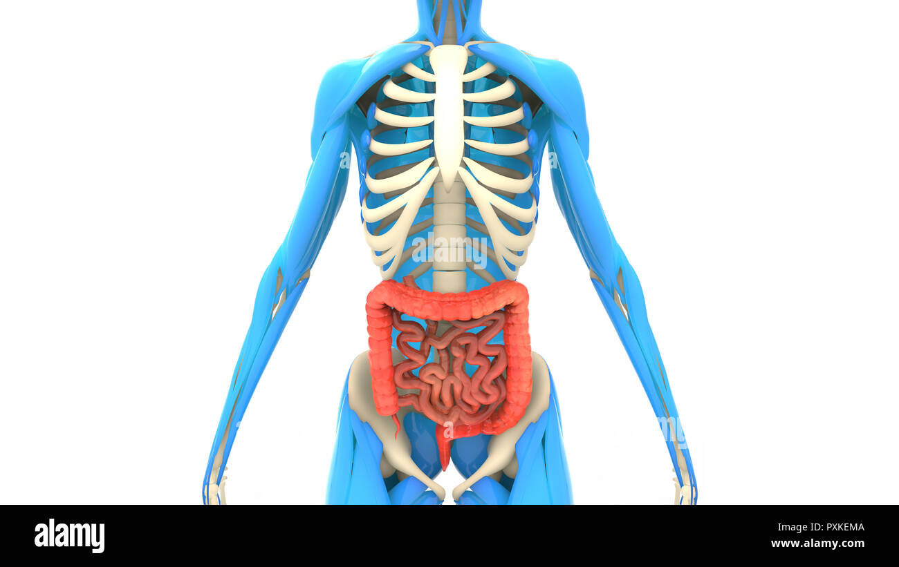 Human Digestive System Large and Small Intestine Anatomy Stock Photo ...