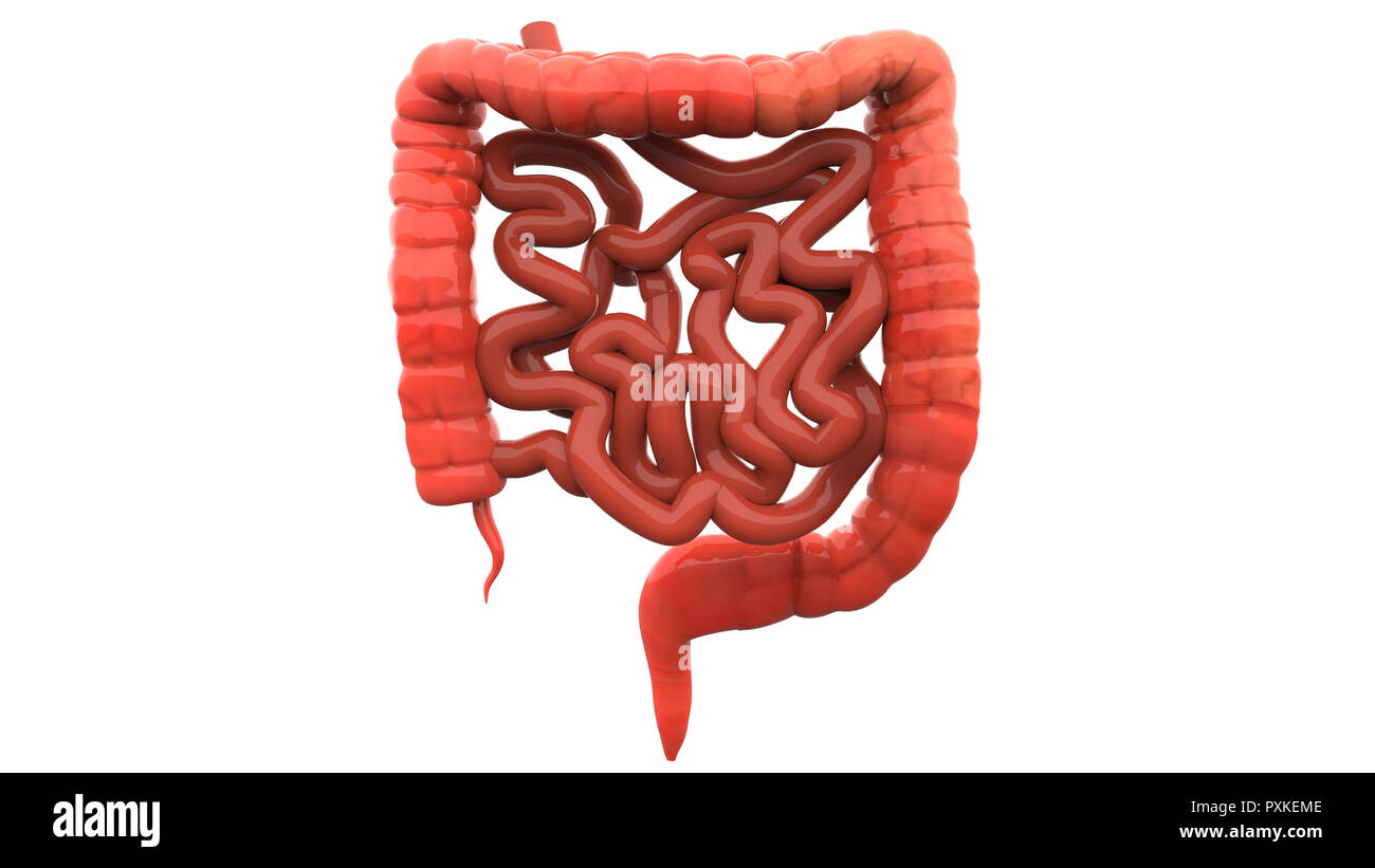 Human Digestive System Large and Small Intestine Anatomy Stock Photo ...