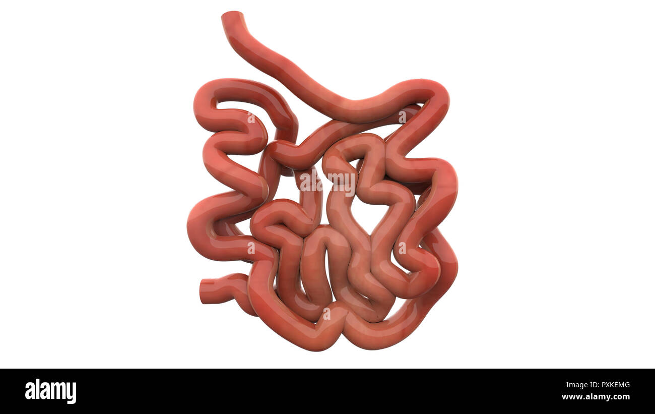 Human Digestive System Small Intestine Anatomy Stock Photo - Alamy