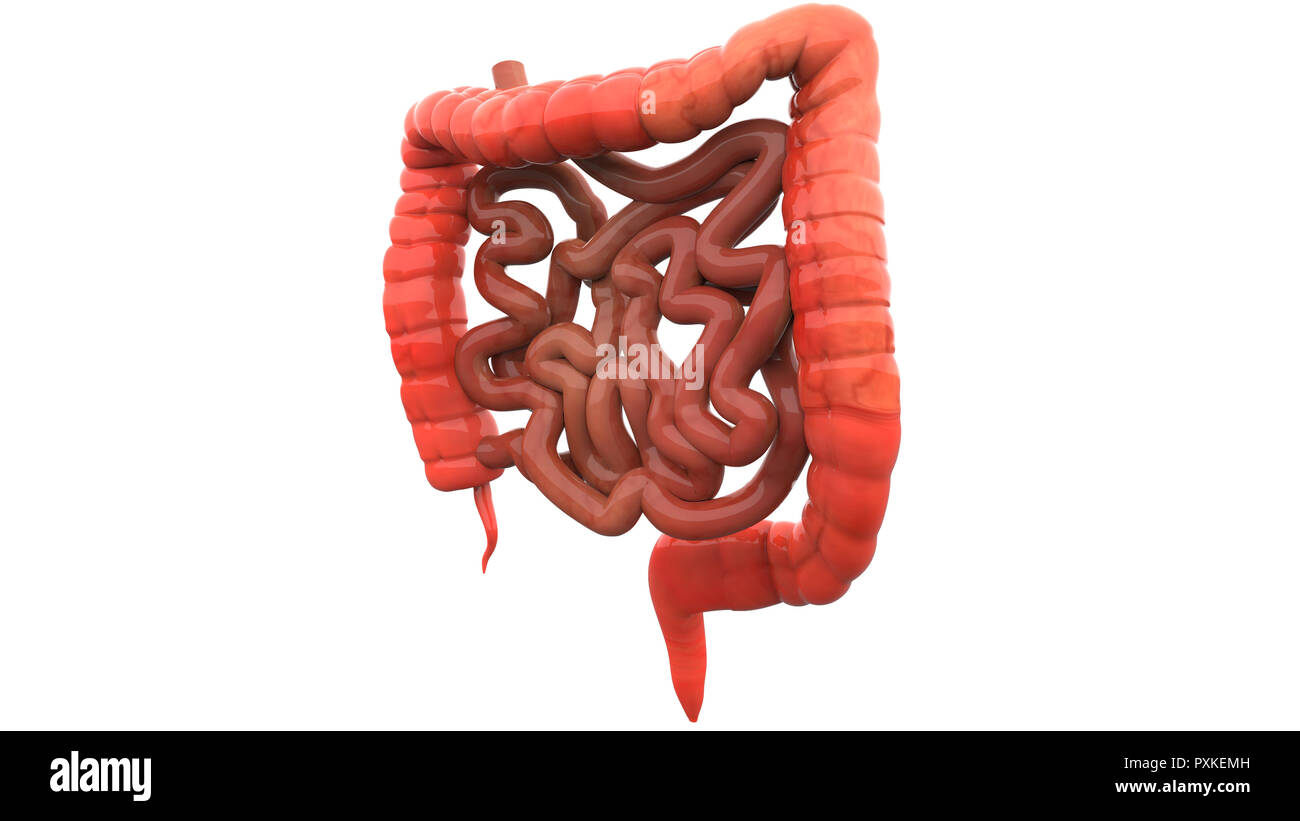 Human Digestive System Large and Small Intestine Anatomy Stock Photo ...