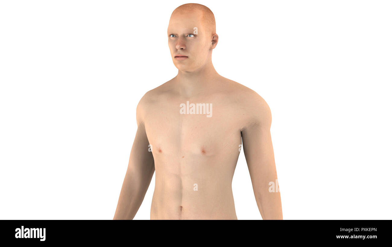 Human Male Body Anatomy Stock Photo - Alamy